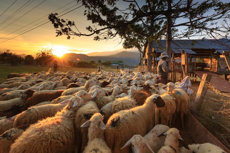 Granja de Frango: Guia para montar um projeto de sucesso