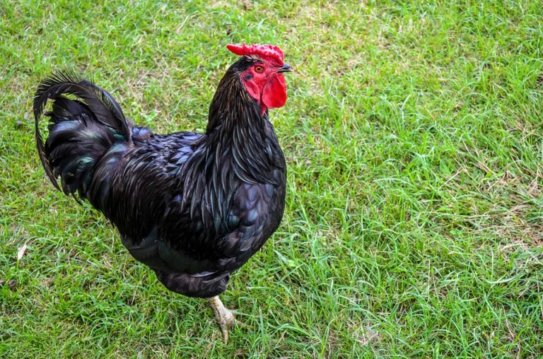 Granja de Frango: Guia para montar um projeto de sucesso