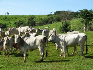 Granja de Frango: Guia para montar um projeto de sucesso