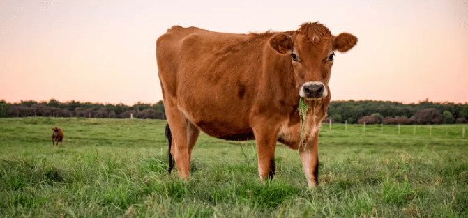 Dicas para um manejo de gado leiteiro eficiente - AB Araujo