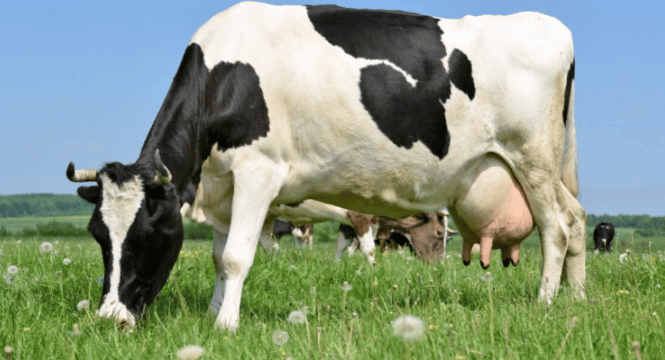 Dicas para um manejo de gado leiteiro eficiente - AB Araujo